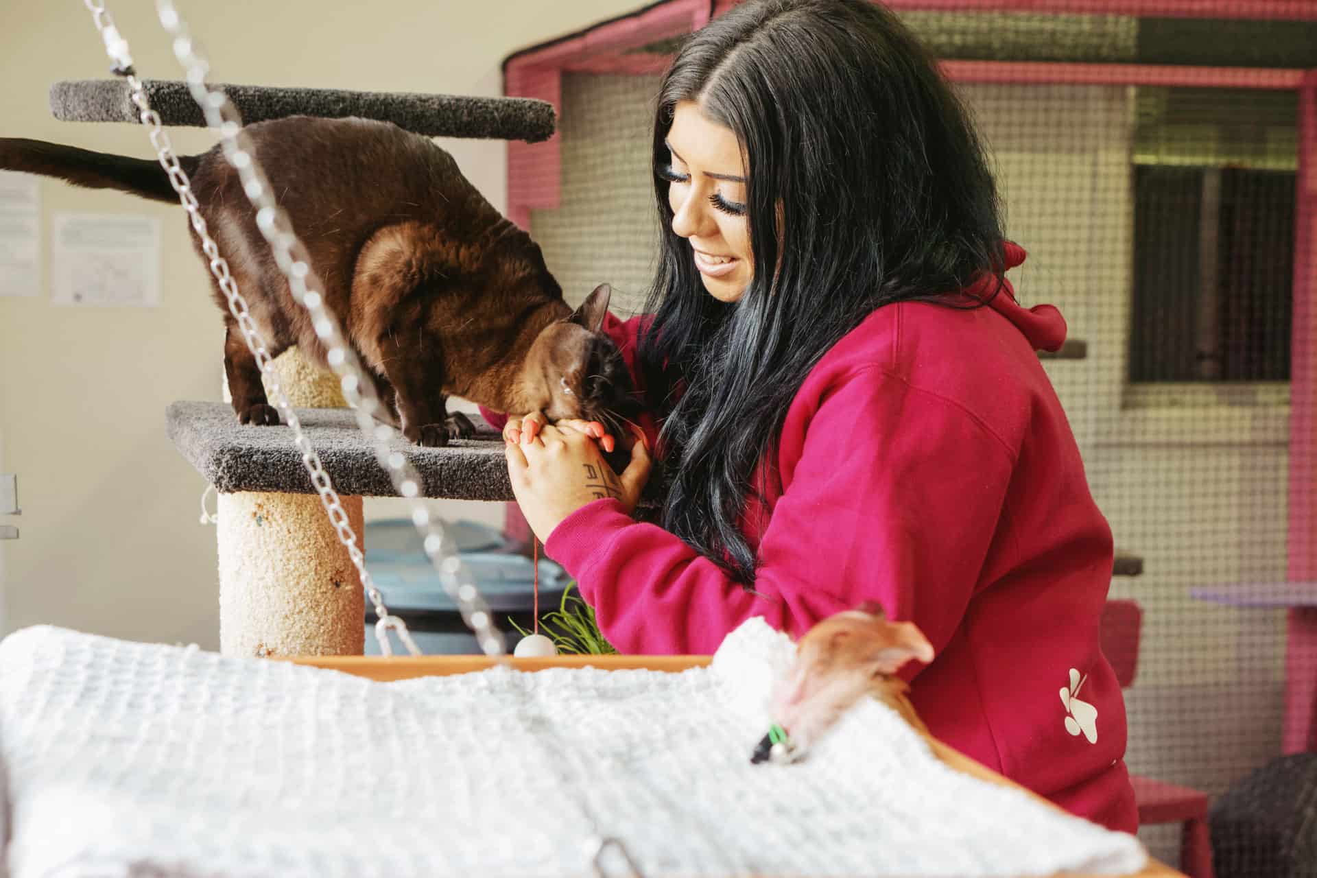 Reviews | Luxury Cattery Melbourne