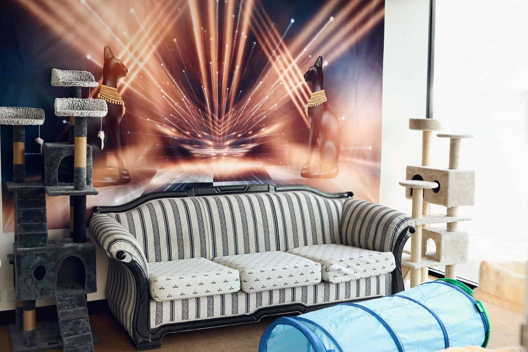 Cat Accommodation Cost in Australia, Cat Boarding Prices Melbourne ...