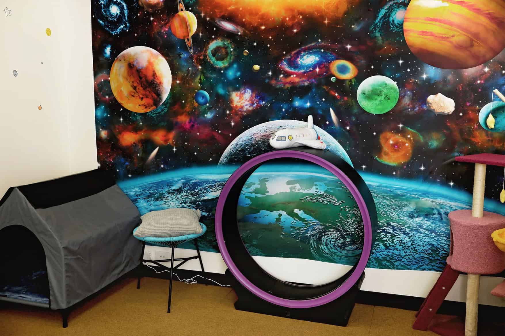 Cat Accommodation Cost in Australia, Cat Boarding Prices Melbourne ...